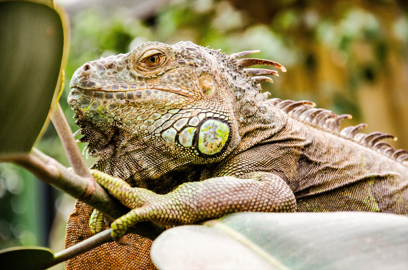 ANIMALS | Sascha Röder